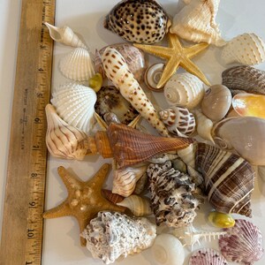 Sea Shell Collection Cowrie Murex Clam Olive Turkey Moon Great ...