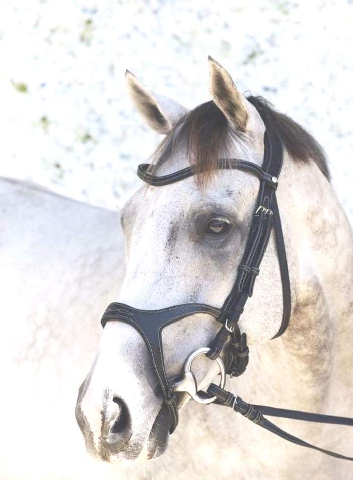 Anatomical Figure-8 Bridle | Padded Comfort Horse Bridle | Grackle ...