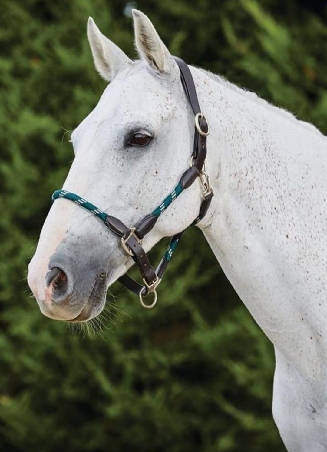 Rope Horse Halter With Leather Crown | Adjustable Nylon Halter | Daily ...