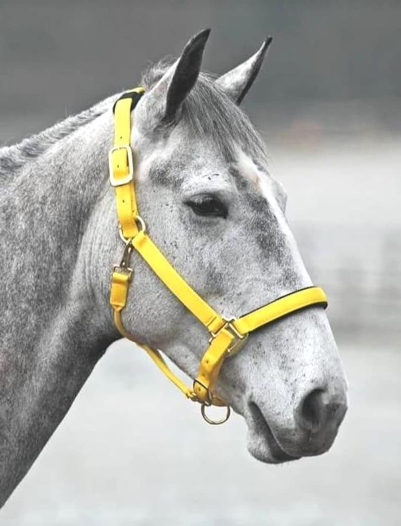 Yellow Leather Horse Halter: Adjustable Padded Training Halter - Etsy