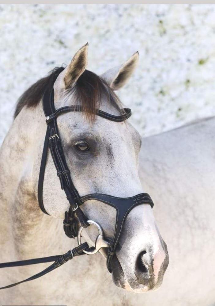 Anatomical Figure-8 Bridle | Padded Comfort Horse Bridle | Grackle ...