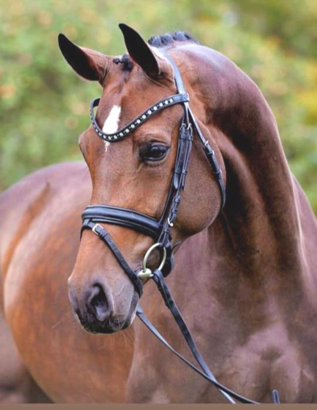 Crystal Browband Padded Leather Horse Bridle: English Show Tack - Etsy