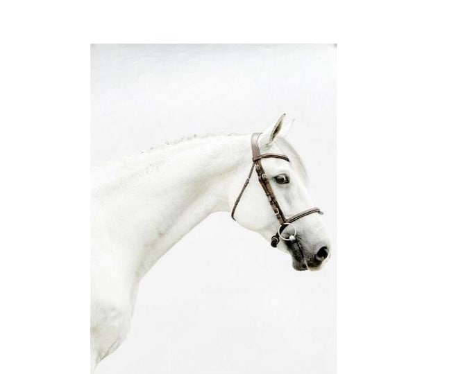 Leather Bridle-less Bit ---- Just a Beat or Set (beat With Reins ...