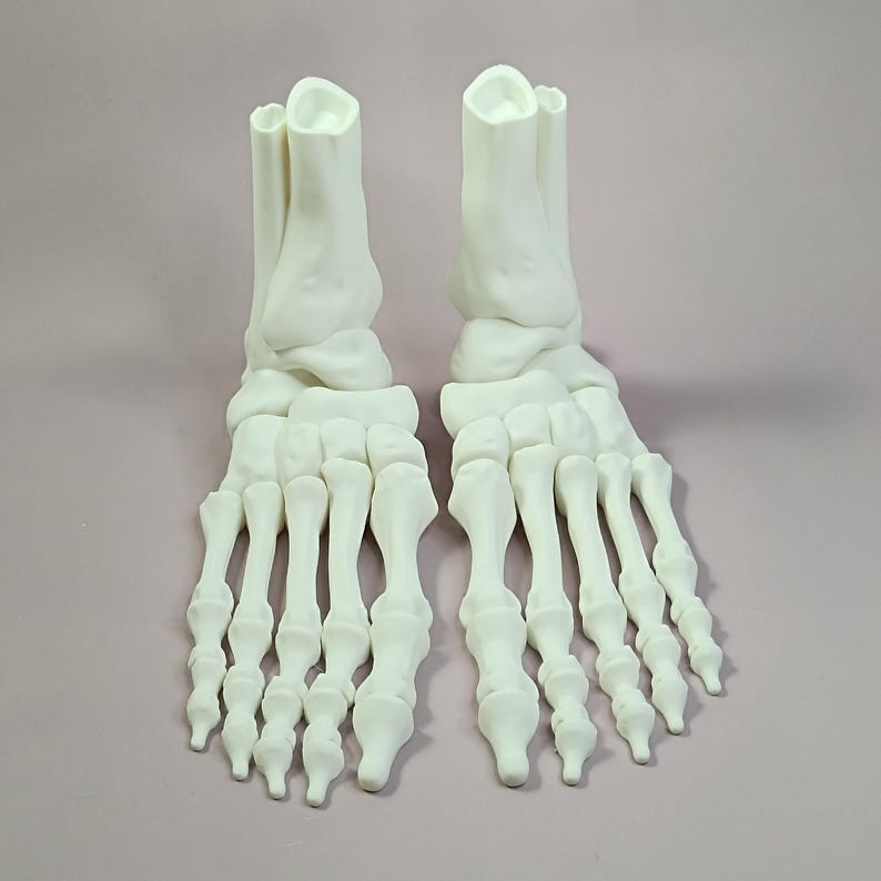 Skeleton Leg Prop: Life-size Articulated Halloween Decoration – 3D ...