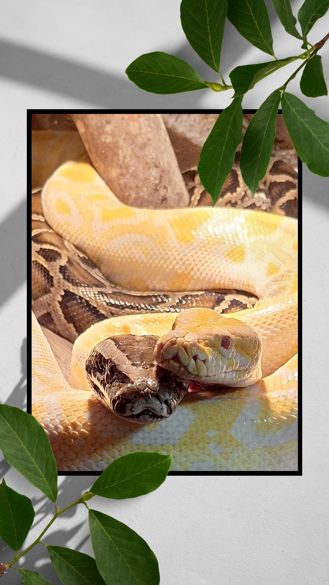 Digital Python Duo Art Print – Instant Download, Albino & Normal Ball ...