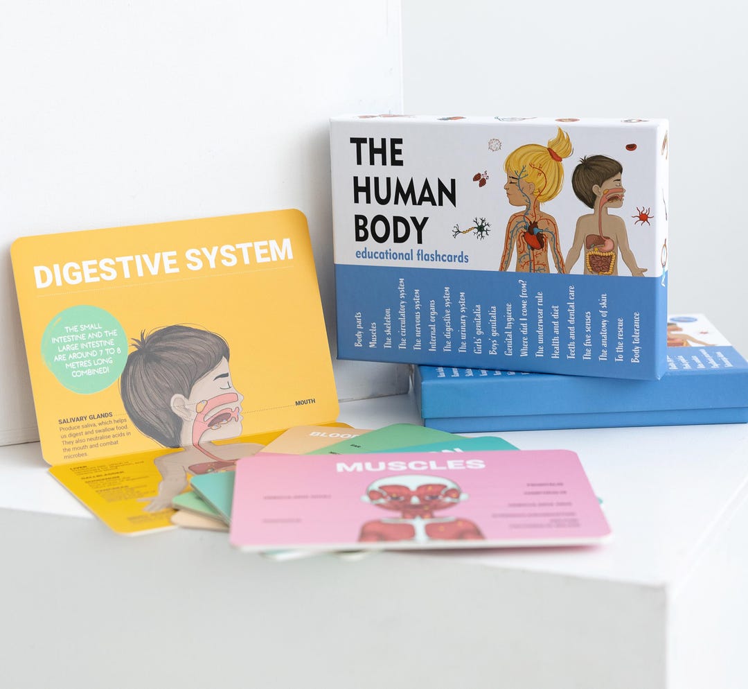 THE HUMAN BODY Educational Flashcards From Bones to Boundaries: A ...