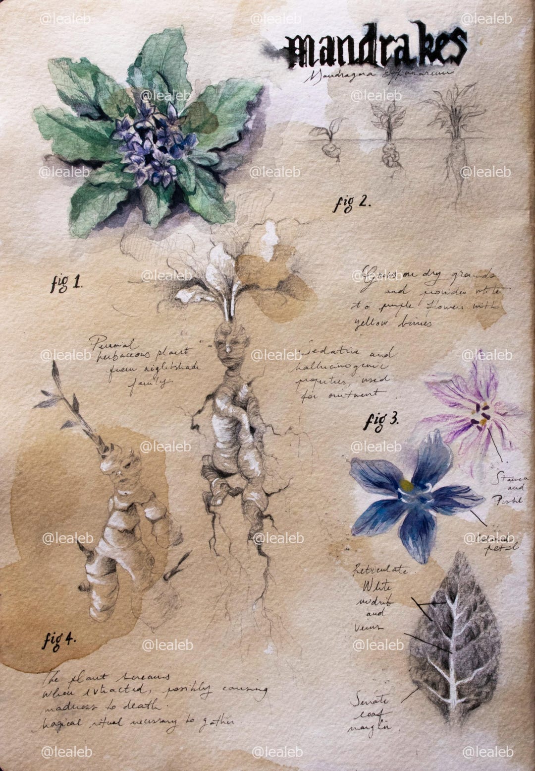 Fantasy Mandrake Manuscript (digital Version) - Etsy