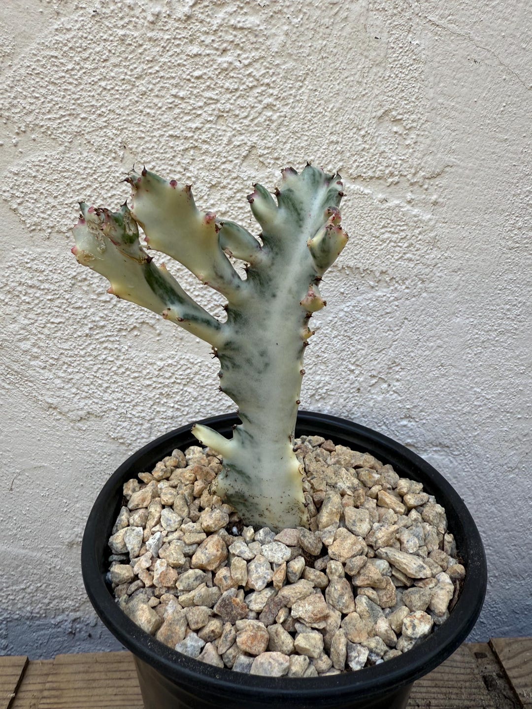 Euphorbia Lactae Cactus, White Ghost Cactus - Etsy