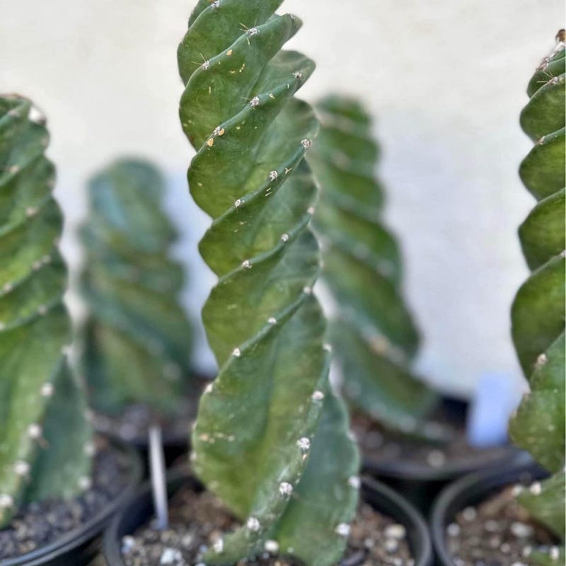 Twisted Cactus - Etsy