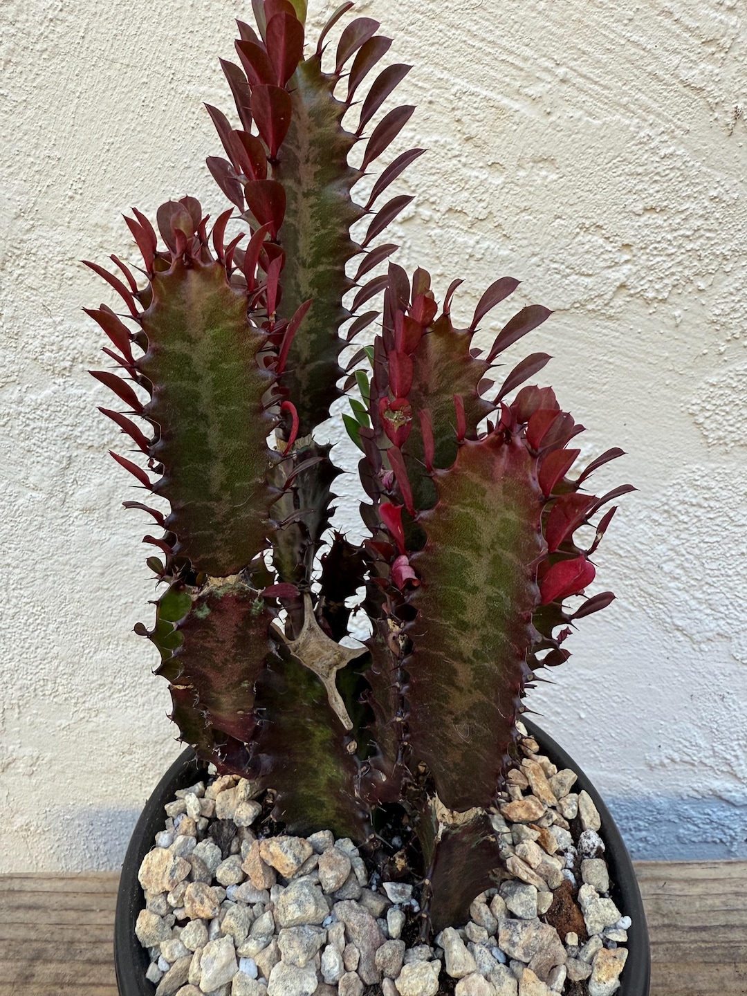 Euphorbia Trigona Rubra / “royal Red” / African Milk Tree Cluster - Etsy