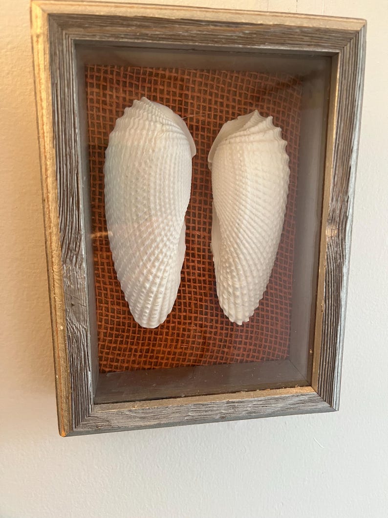 Angel Wings Seashells in Rustic Barnwood Shadow Box. 6”x 8” - Etsy