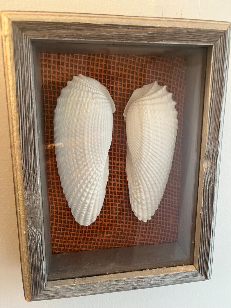 Angel Wings Seashells in Rustic Barnwood Shadow Box. 6”x 8” - Etsy
