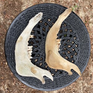 Large Bone Mystery Box - 10 Naturally Cleaned Pieces - Etsy