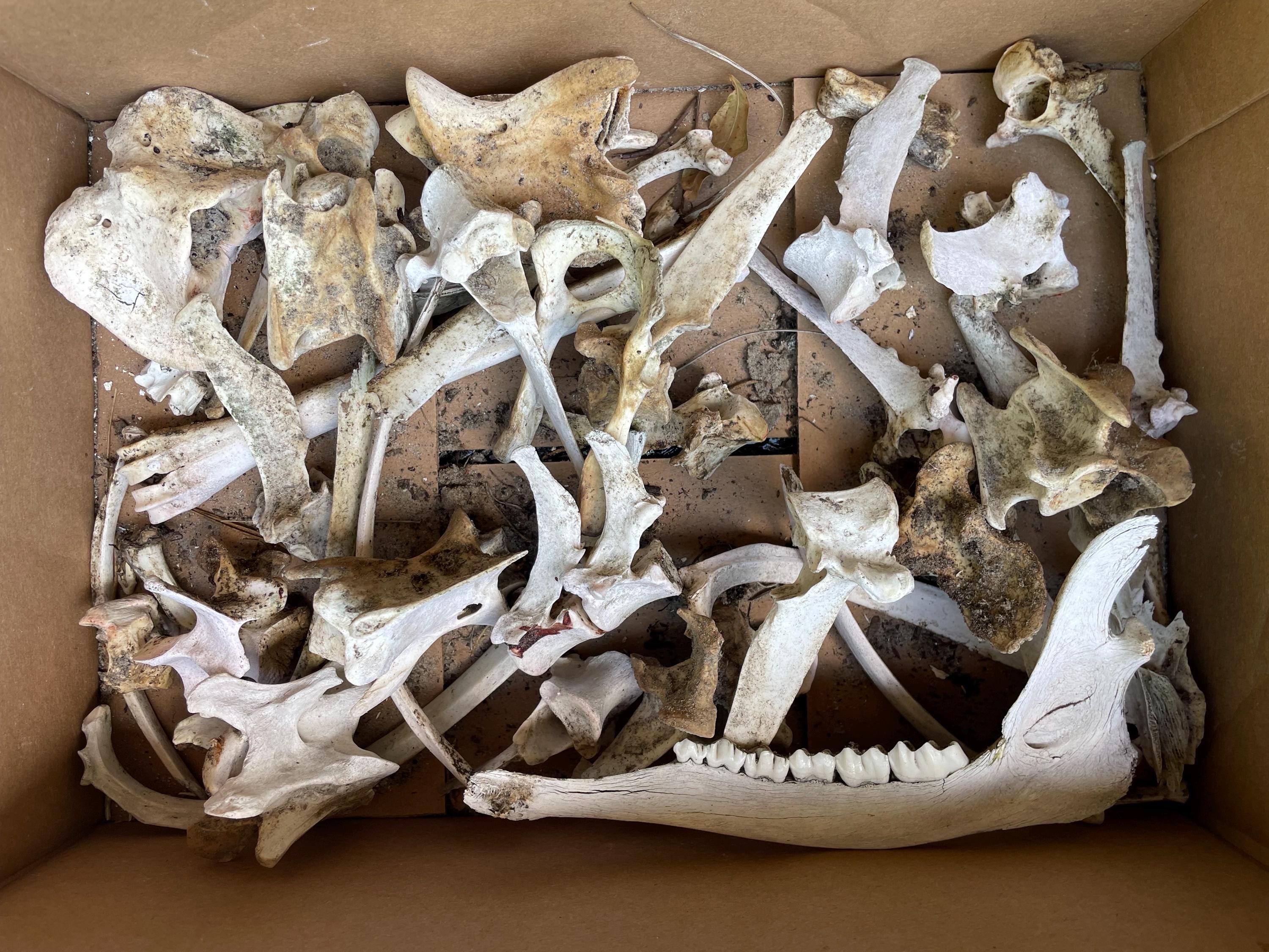 Small Bone Mystery Box - 10 Naturally Cleaned Pieces - Etsy