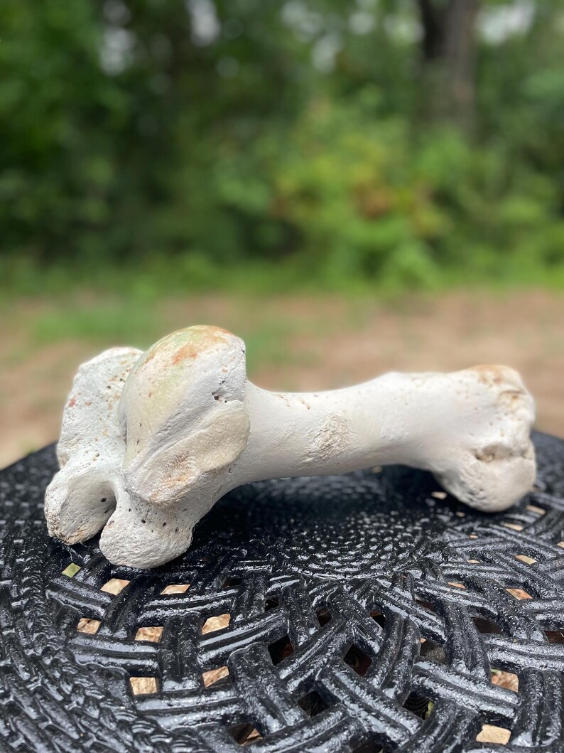 Large Bone Mystery Box - 10 Naturally Cleaned Pieces - Etsy