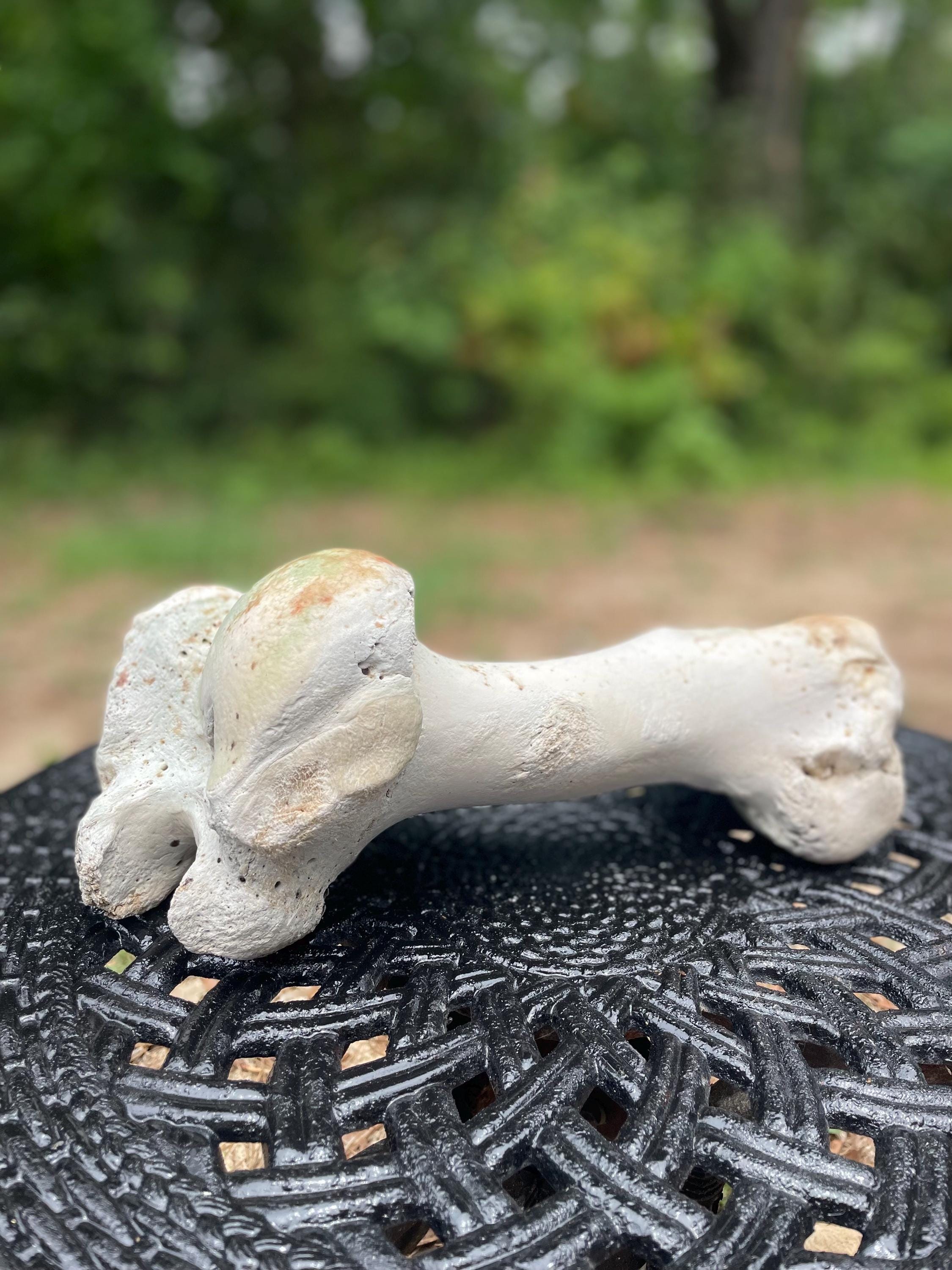 Large Bone Mystery Box - 10 Naturally Cleaned Pieces - Etsy