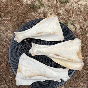 Large Bone Mystery Box - 10 Naturally Cleaned Pieces - Etsy