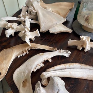 Large Bone Mystery Box - 10 Naturally Cleaned Pieces - Etsy