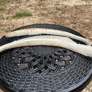 Large Bone Mystery Box - 10 Naturally Cleaned Pieces - Etsy