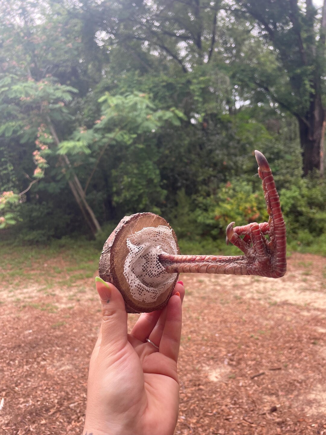 Middle Finger Chicken & Turkey Foot Wall Hang – Rustic Bone Art With ...