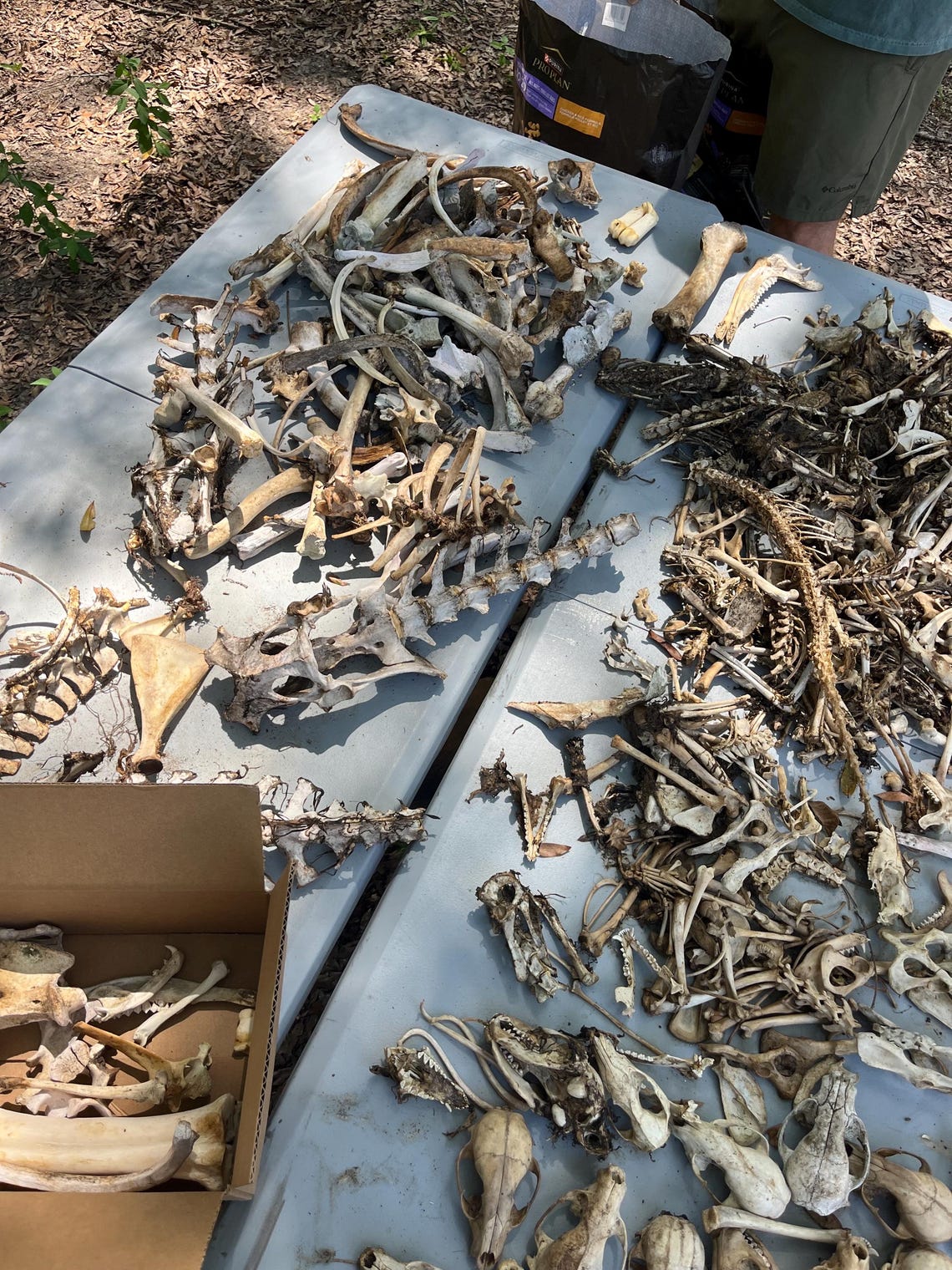 Small Bone Mystery Box - 10 Naturally Cleaned Pieces - Etsy