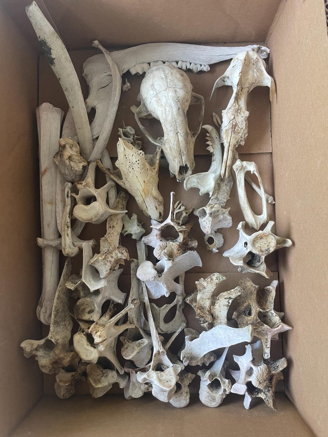 Small Bone Mystery Box - 10 Naturally Cleaned Pieces - Etsy
