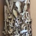 Small Bone Mystery Box - 10 Naturally Cleaned Pieces - Etsy