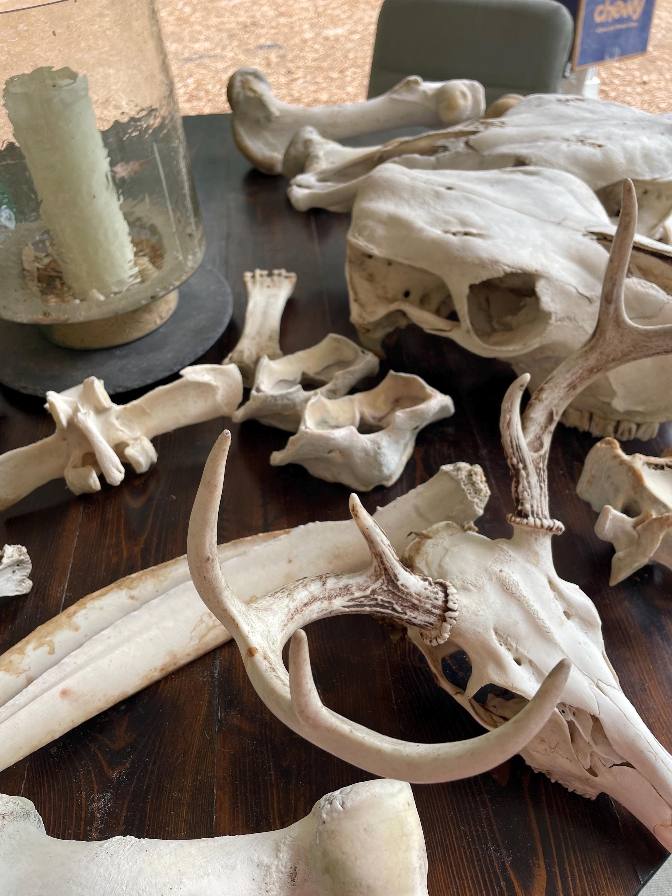 Large Bone Mystery Box - 10 Naturally Cleaned Pieces - Etsy