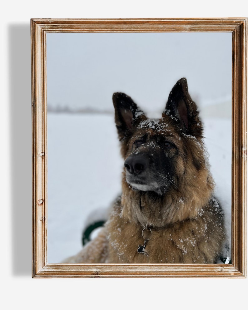 German Shepherd (valkyrie) Printable Download for Framing - Etsy