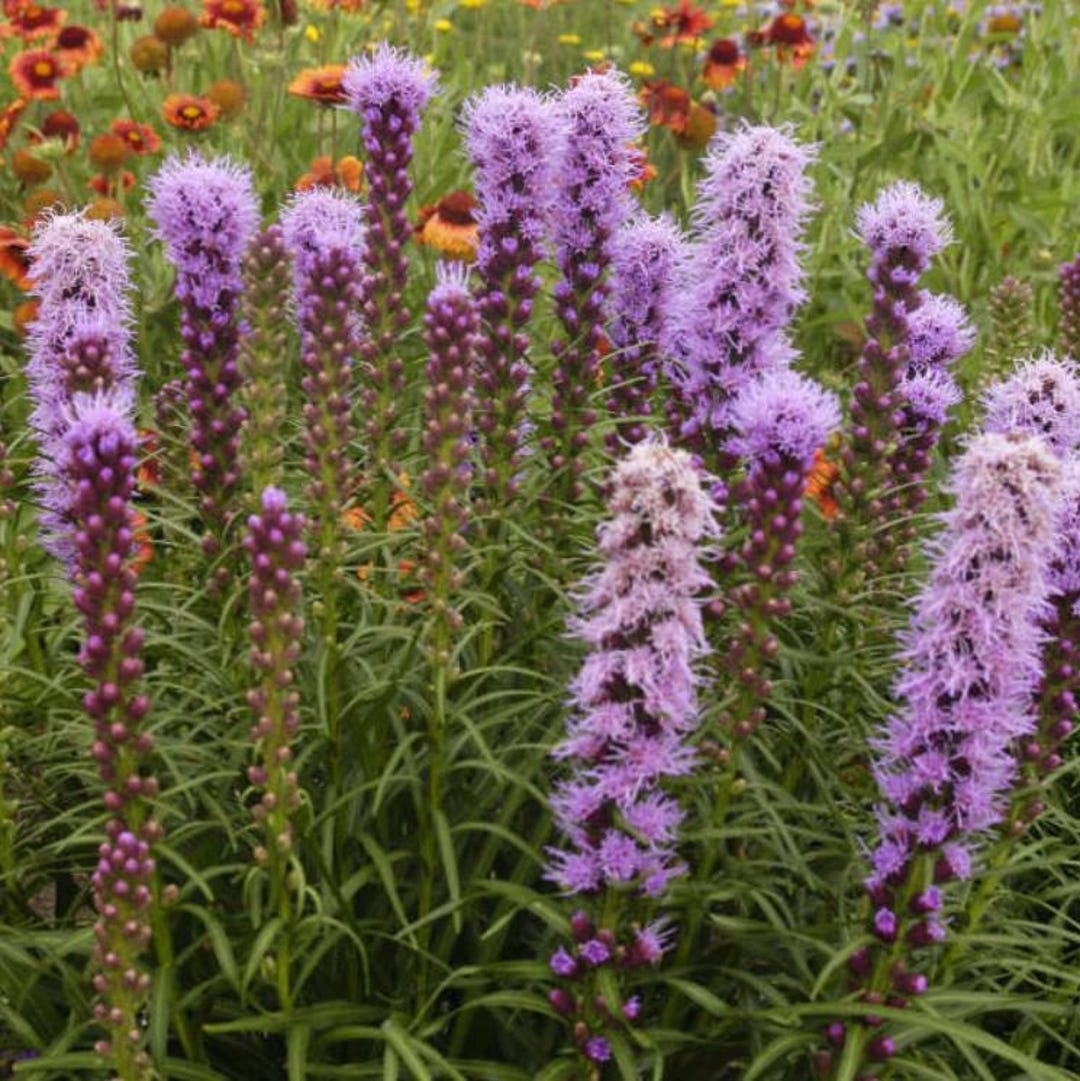 Liatris Spicata 'kobold' – Live Perennial With Compact Purple Flower ...