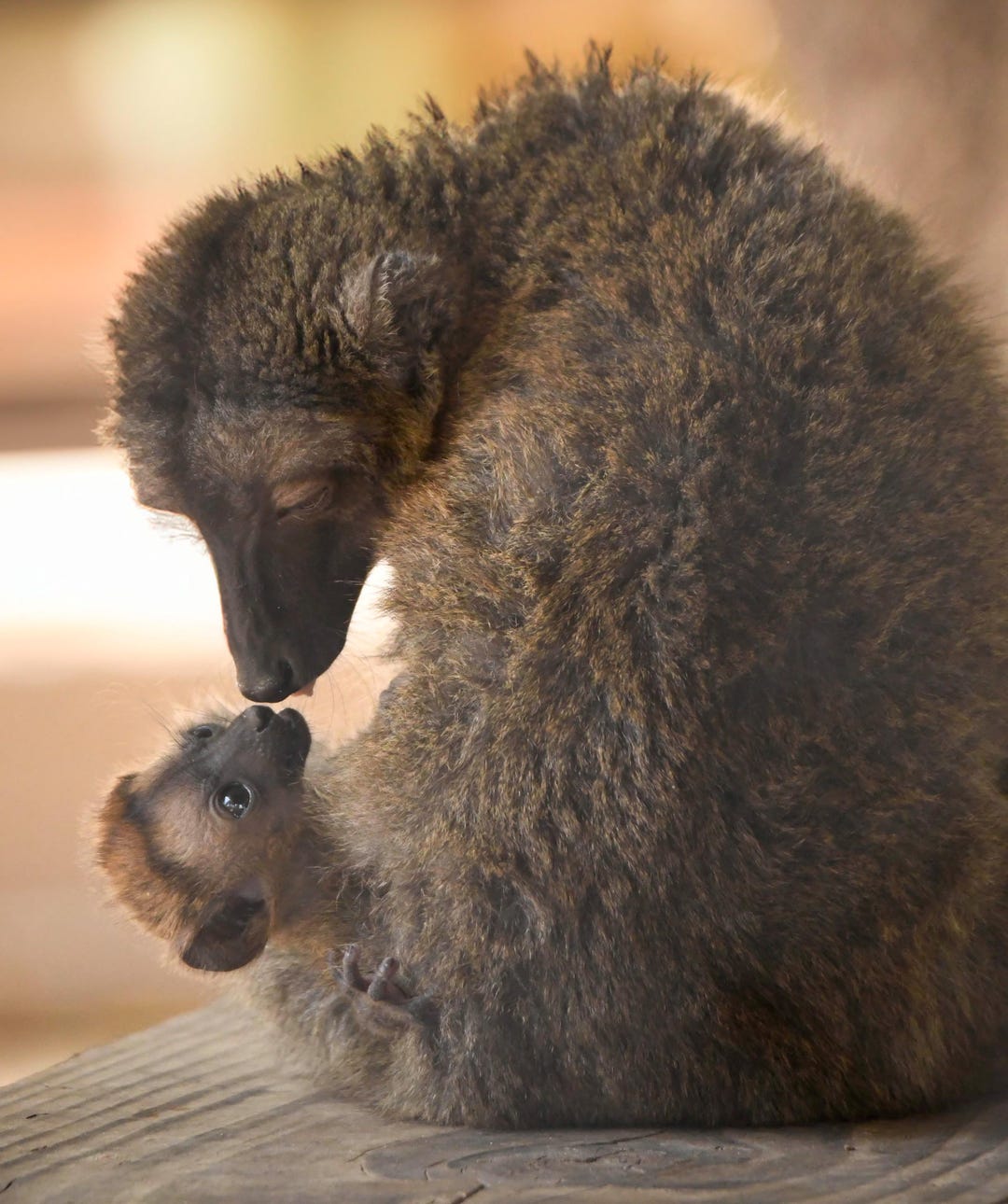 Baby Lemur, Digital Download, Baby Animals, Wildlife Photography ...