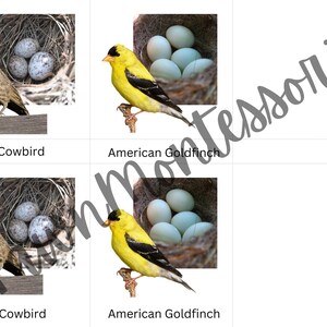 Birds & Eggs Montessori Three Part Cards - Etsy
