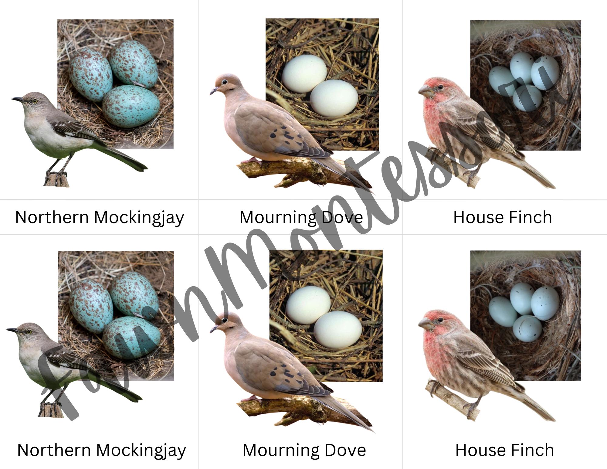 Birds & Eggs Montessori Three Part Cards - Etsy
