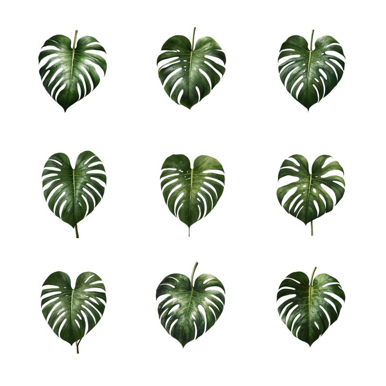 20 PNG, Monstera Leaf Clipart Bundle, Tropical Greenery Botanical Set ...