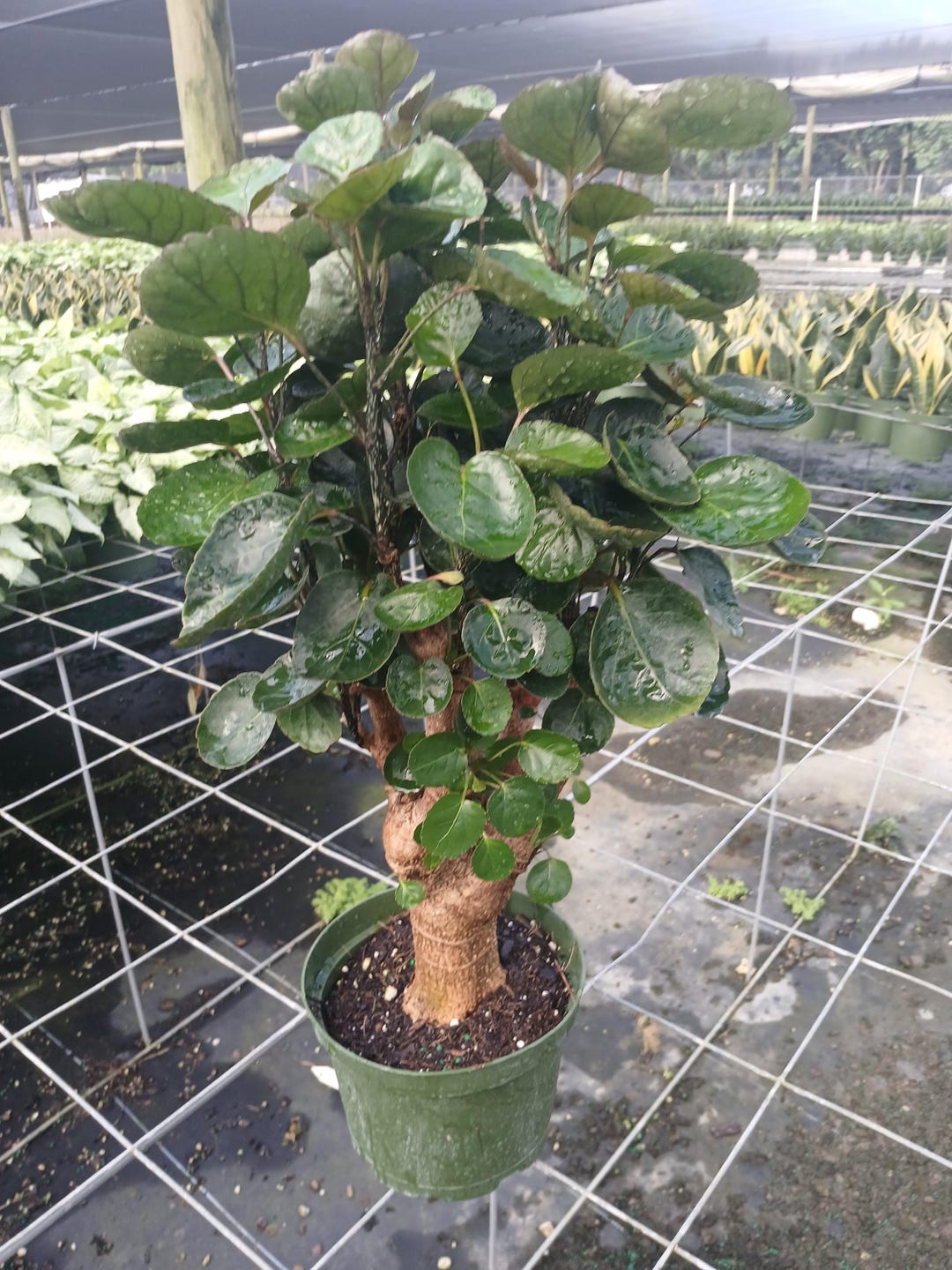 Aralia Fabian | Polyscias Scutellaria | 6-inch Pot | Live Houseplant ...