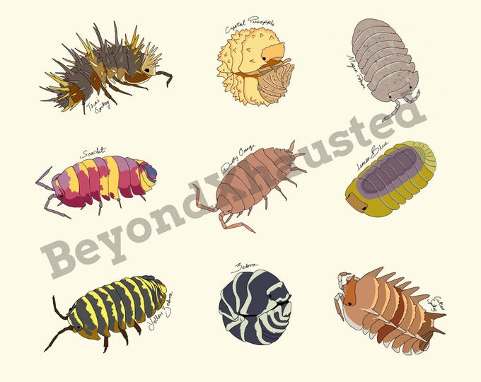 The Ispopod Parade - Isopods Art Print – Cute and Colorful Roly-poly ...