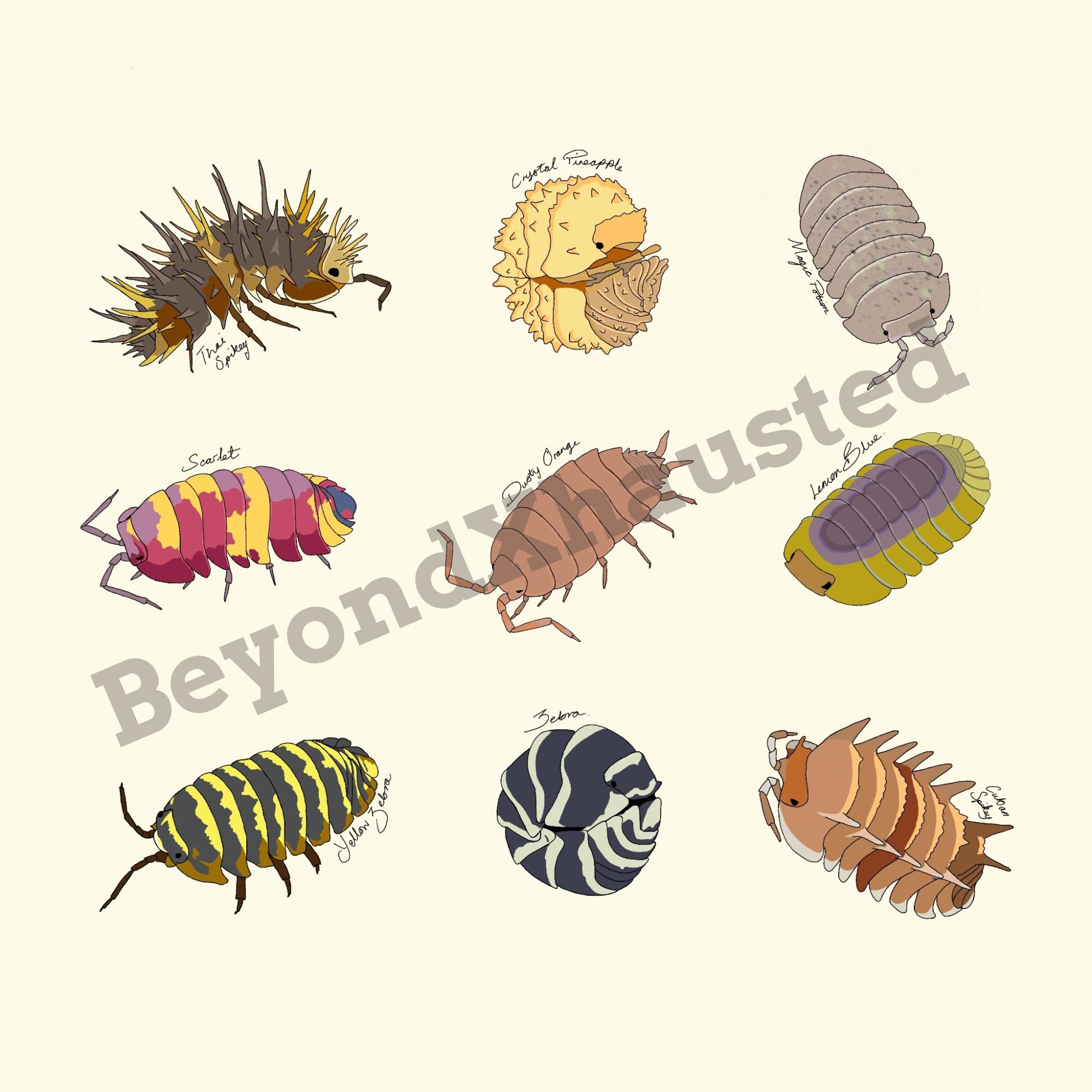 The Ispopod Parade - Isopods Art Print – Cute and Colorful Roly-poly ...