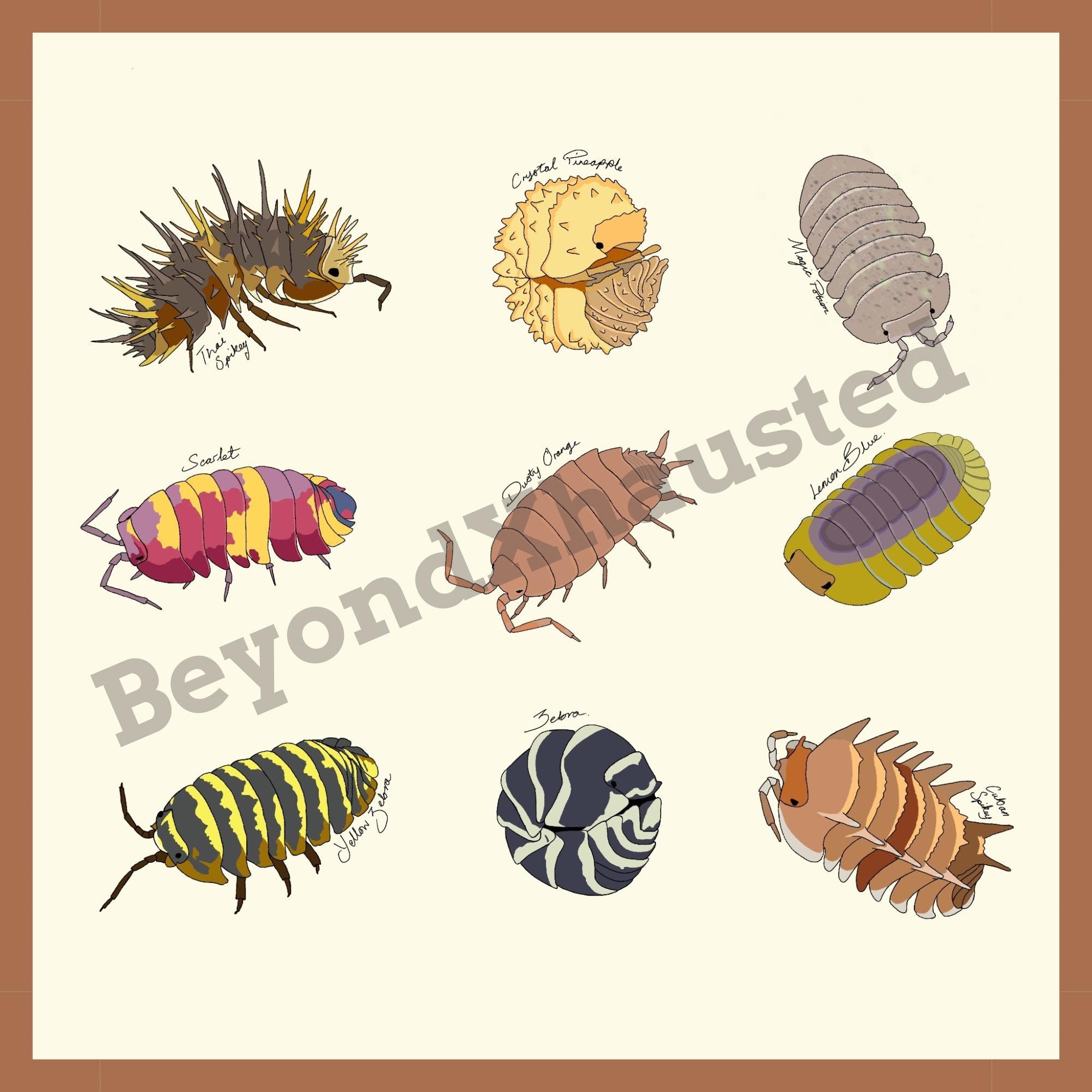 The Ispopod Parade - Isopods Art Print – Cute and Colorful Roly-poly ...