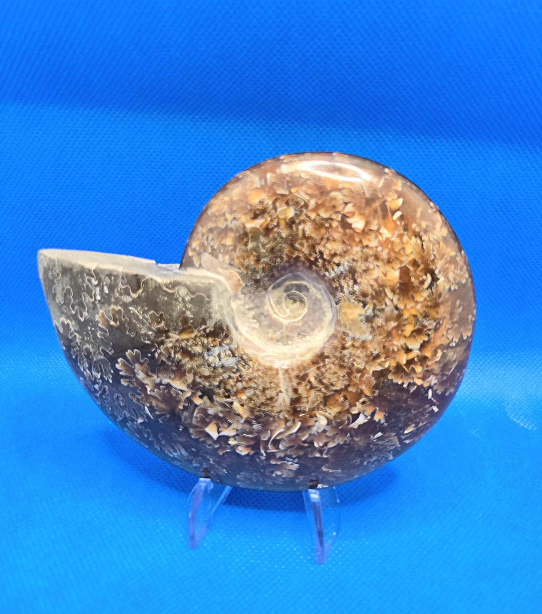 Authentic Ammonite Shell – Beautifully Polished – Collector’s Display ...