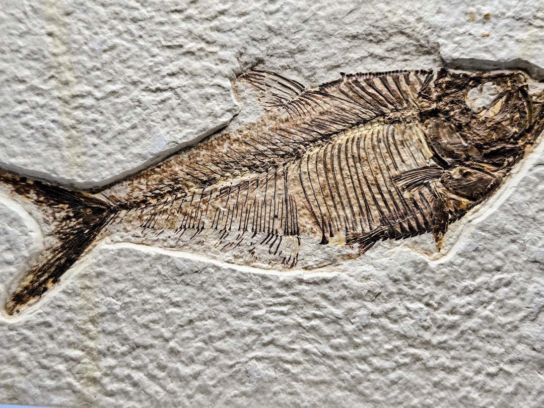 Genuine Prehistoric Fish Fossil – Green River Formation – Wyoming - Etsy