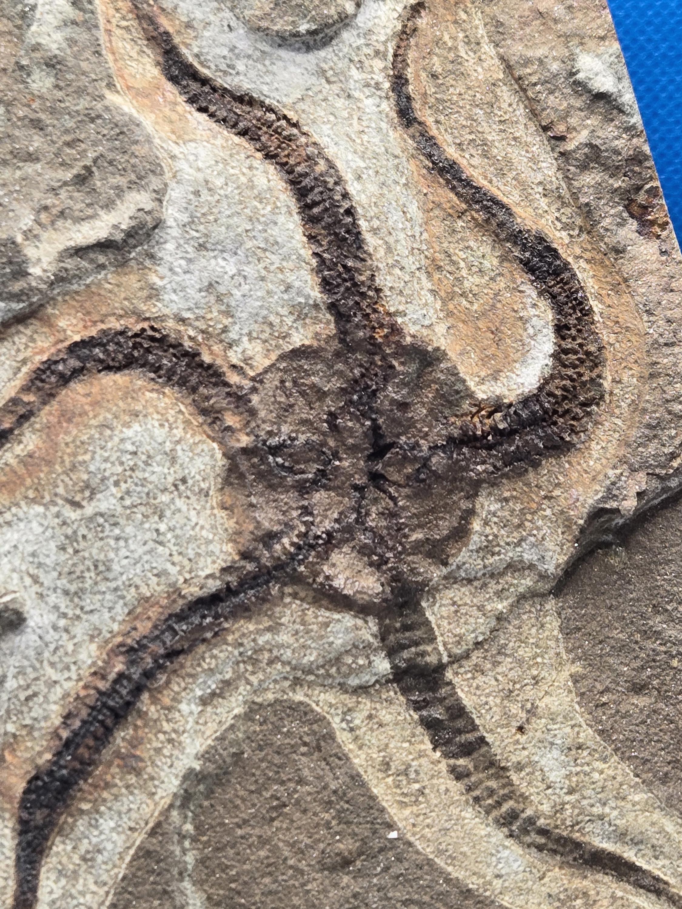 Genuine Prehistoric Starfish Fossil – Beautifully Preserved Marine Life ...
