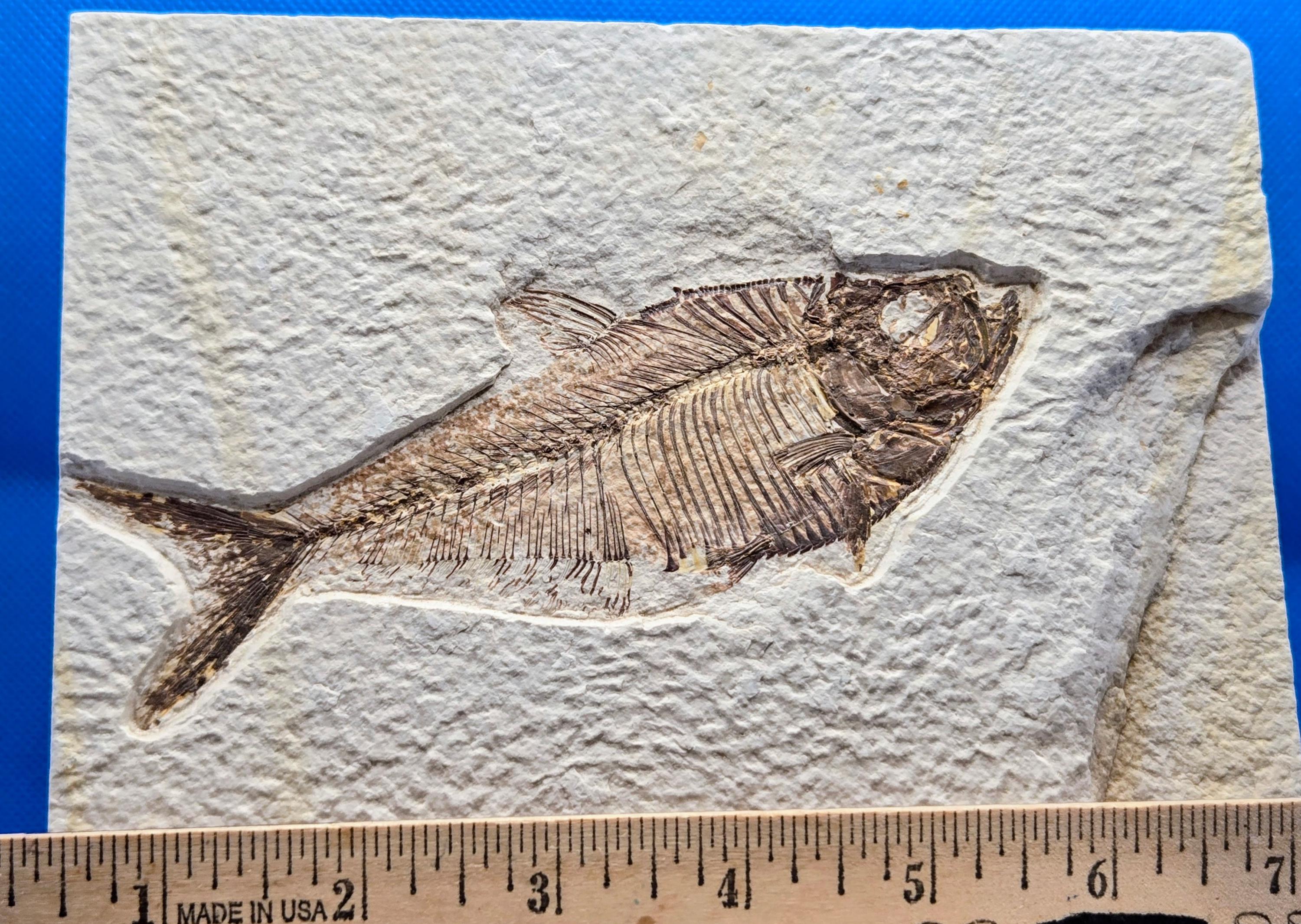 Genuine Prehistoric Fish Fossil – Green River Formation – Wyoming - Etsy