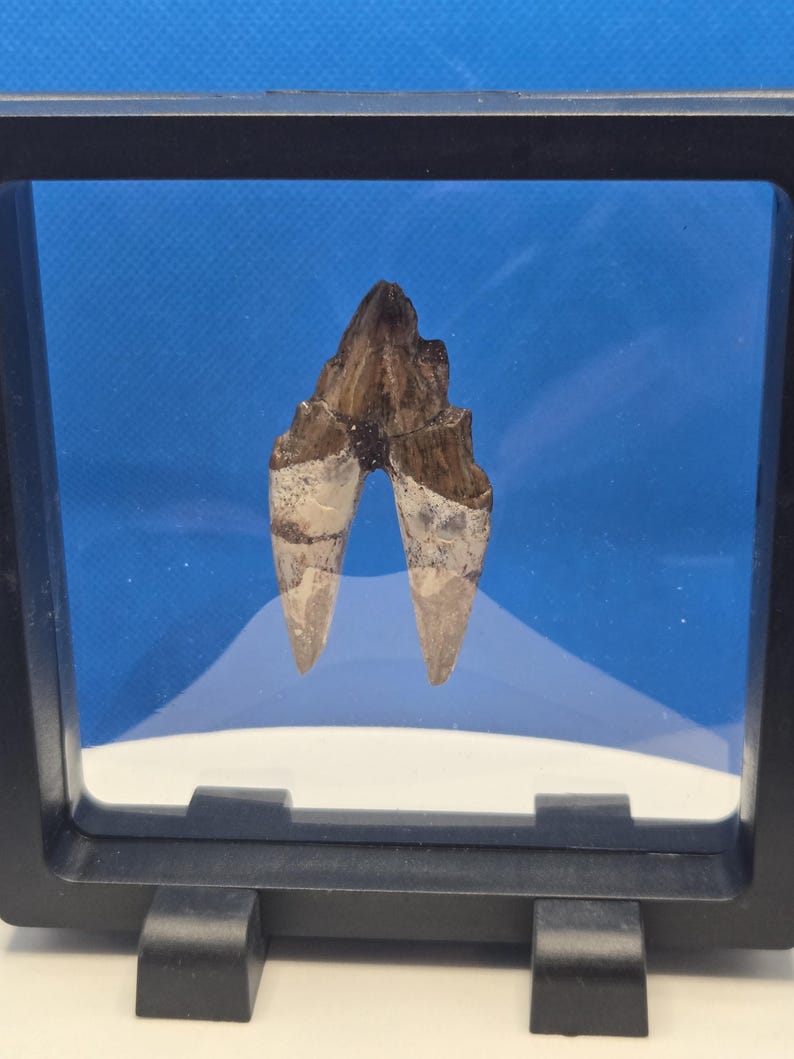 Genuine Basilosaurus Tooth – Early Whale Fossil – Rare Marine Relic - Etsy