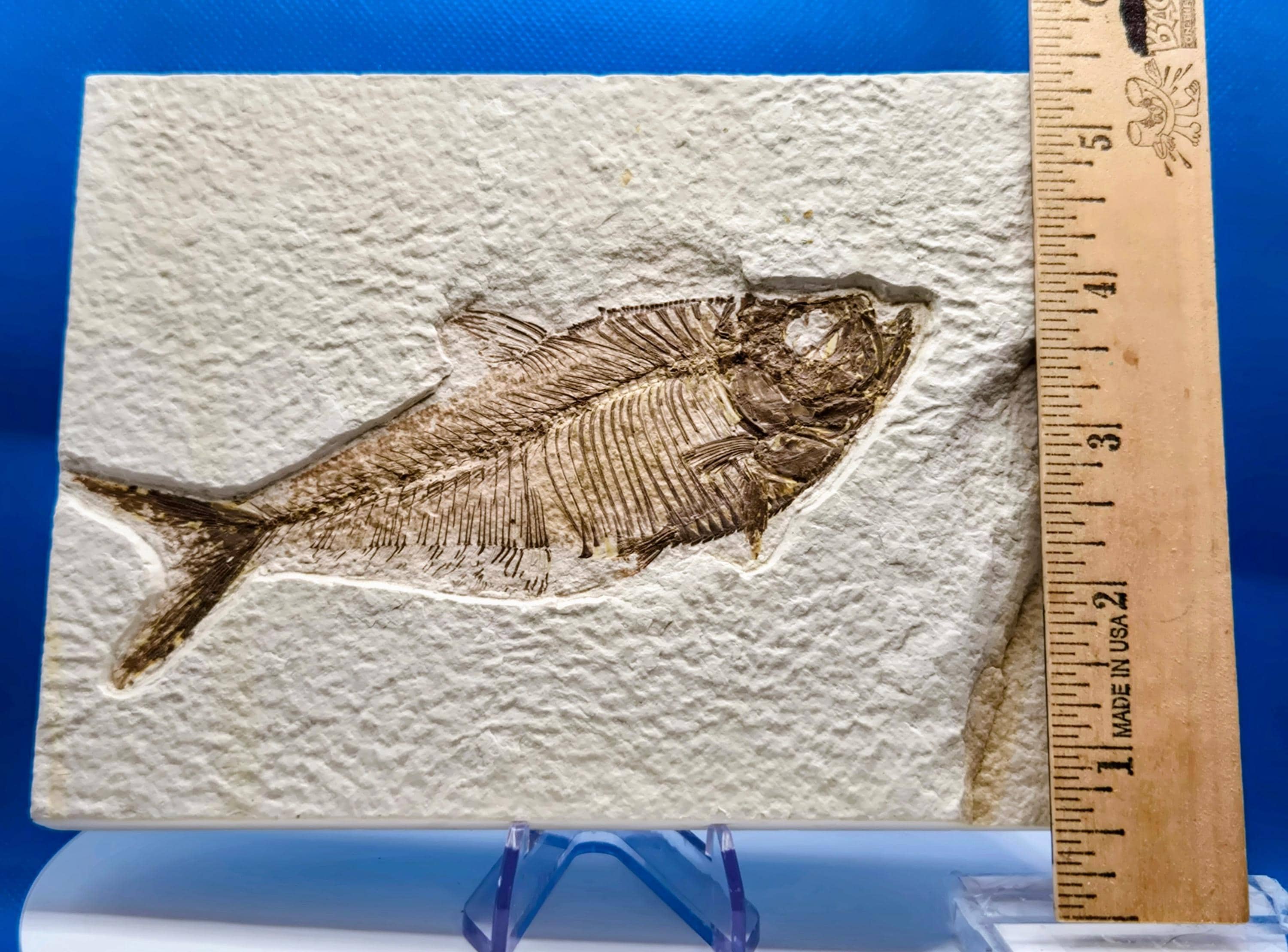 Genuine Prehistoric Fish Fossil – Green River Formation – Wyoming - Etsy
