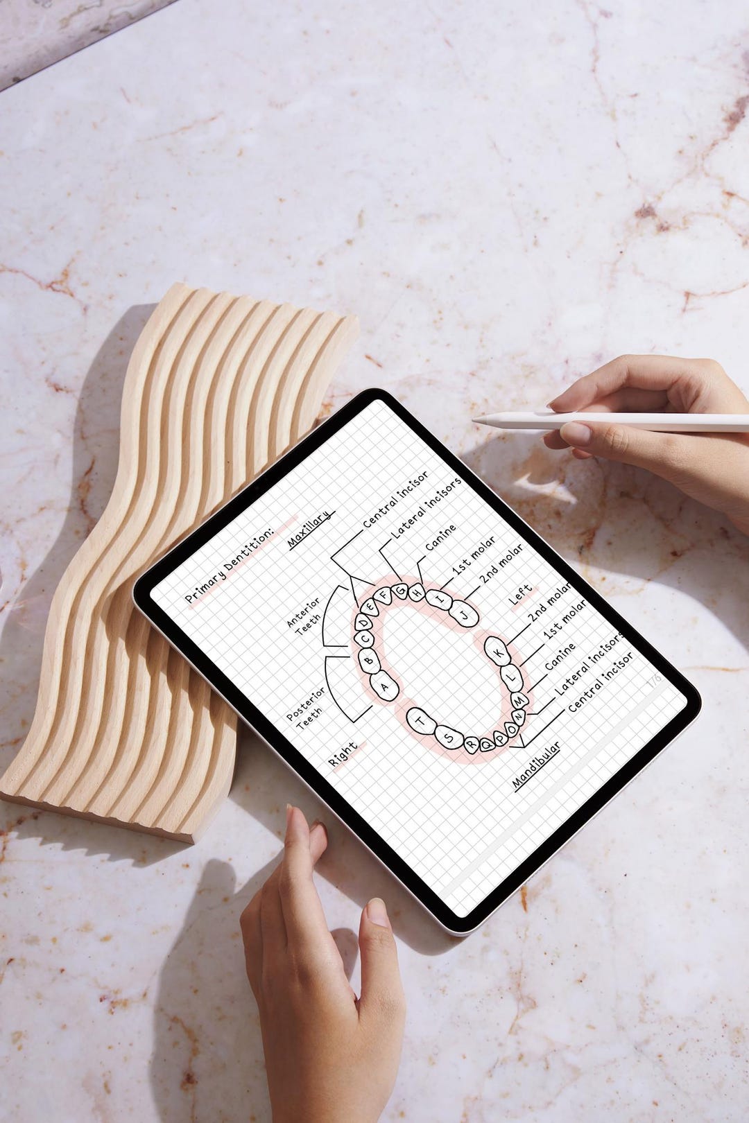Dental Hygiene Tooth Chart Cheat Sheet Primary Permanent Dentition ...