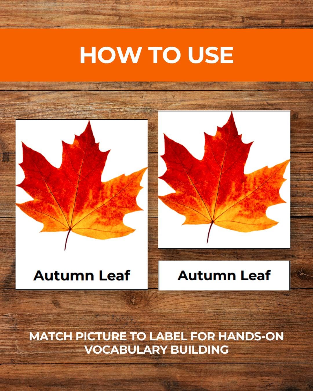 Fall Montessori 3 - Part Cards Printable Autumn Nomenclature Cards Fall ...