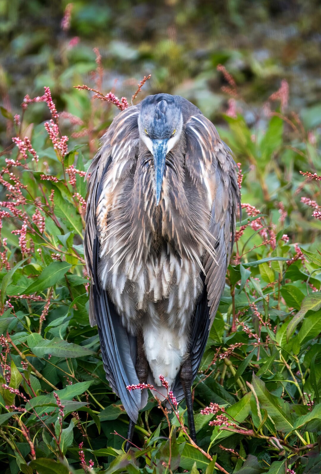 Angry Great Blue Heron Bird Fine Art Print. Photographed in Coastal ...
