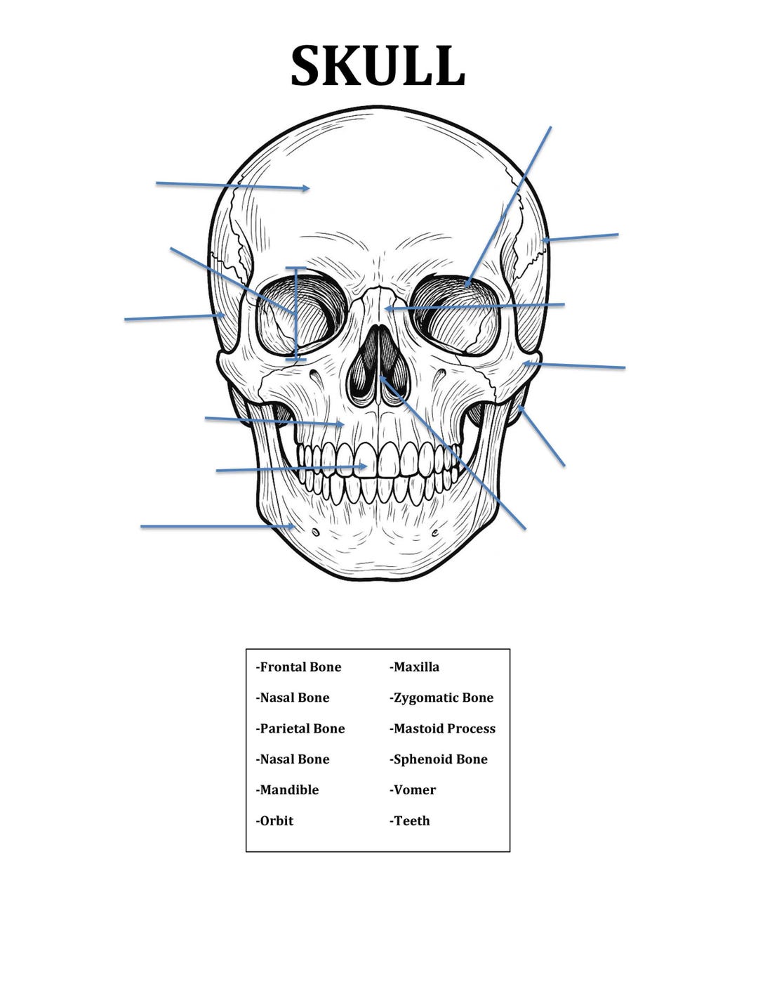 Skull Diagram to Color and Lable - Etsy