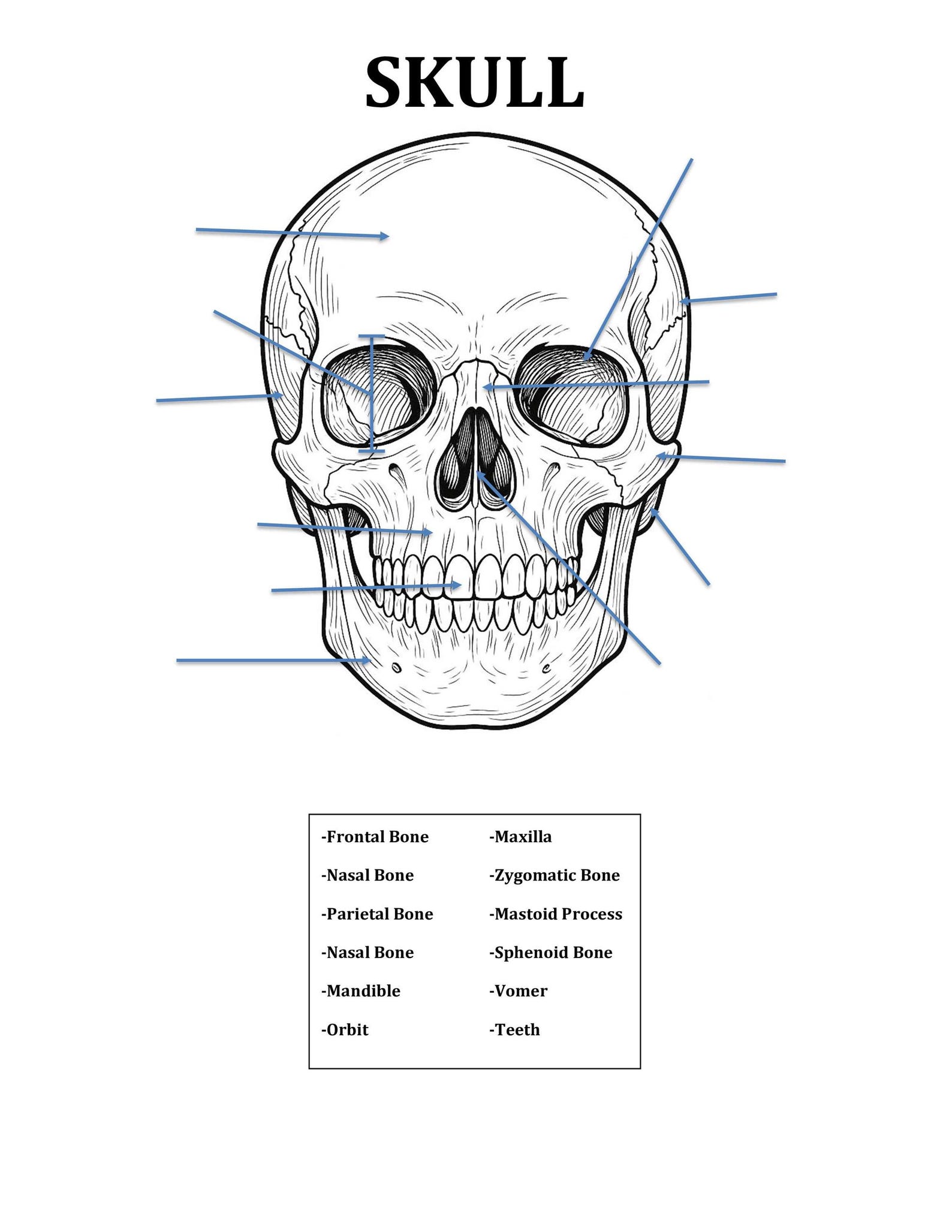 Skull Diagram to Color and Lable - Etsy