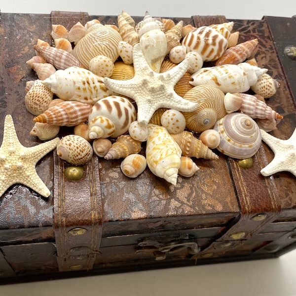 Seashell Decor - Etsy